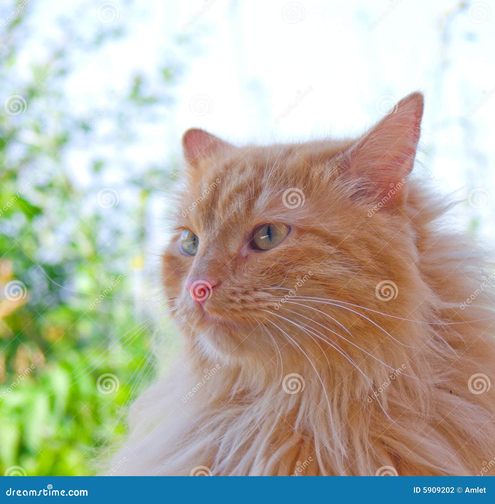 Red cat stock photo. Image of outdoor, bright, looking - 5909202