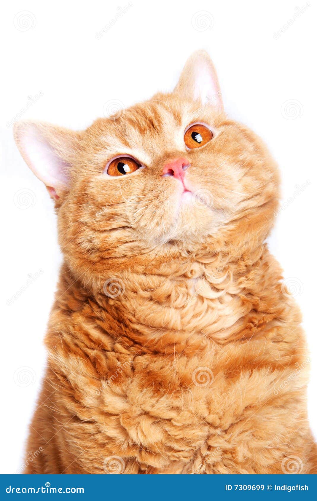 Red cat stock image. Image of lovely, breed, selkirk, fluffy - 7309699