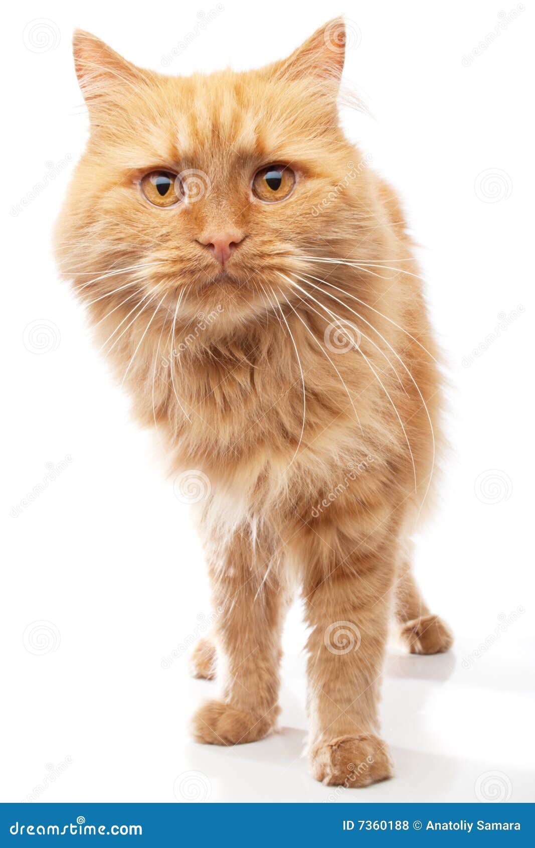 Red cat stock photo. Image of soft, inquisitive, furry - 7360188