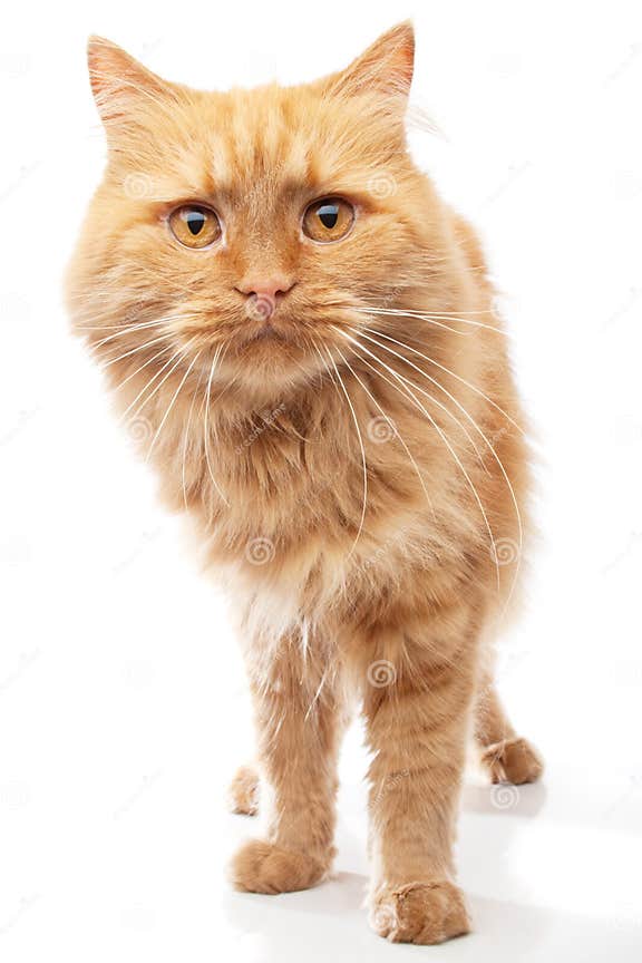 Red cat stock photo. Image of soft, inquisitive, furry - 7360188