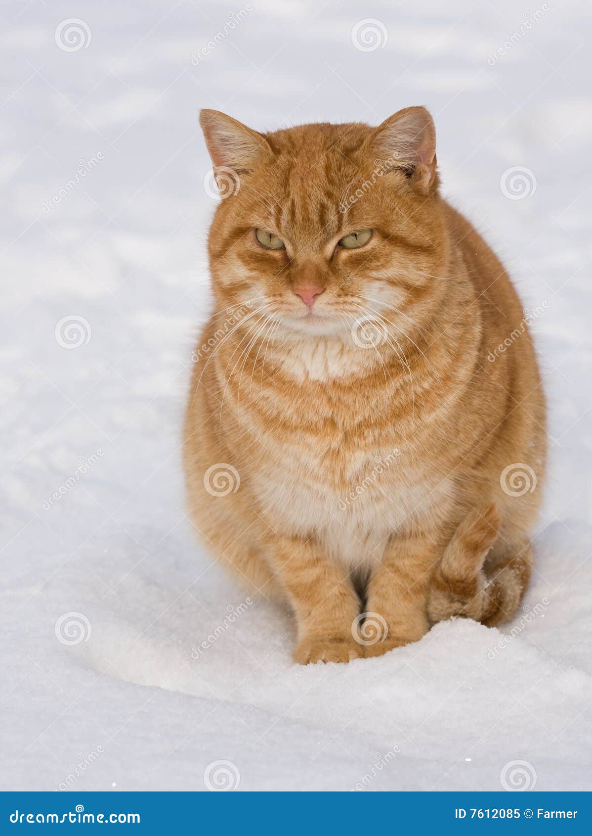 Red cat stock image. Image of stare, muzzle, cold, winter - 7612085