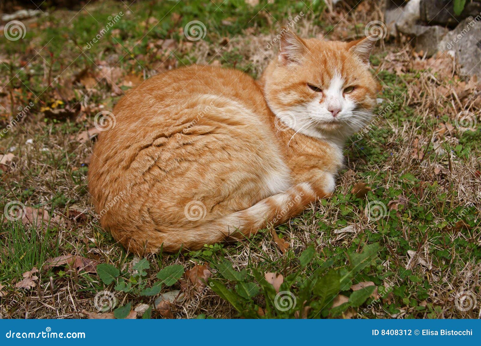 Red cat stock photo. Image of eyes, grass, male, garden - 8408312