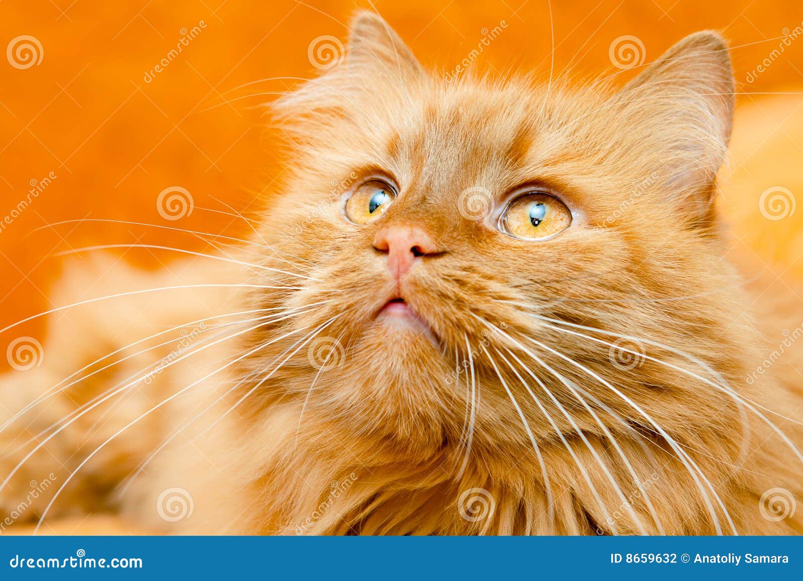 Red cat stock photo. Image of feline, kitty, expression - 8659632