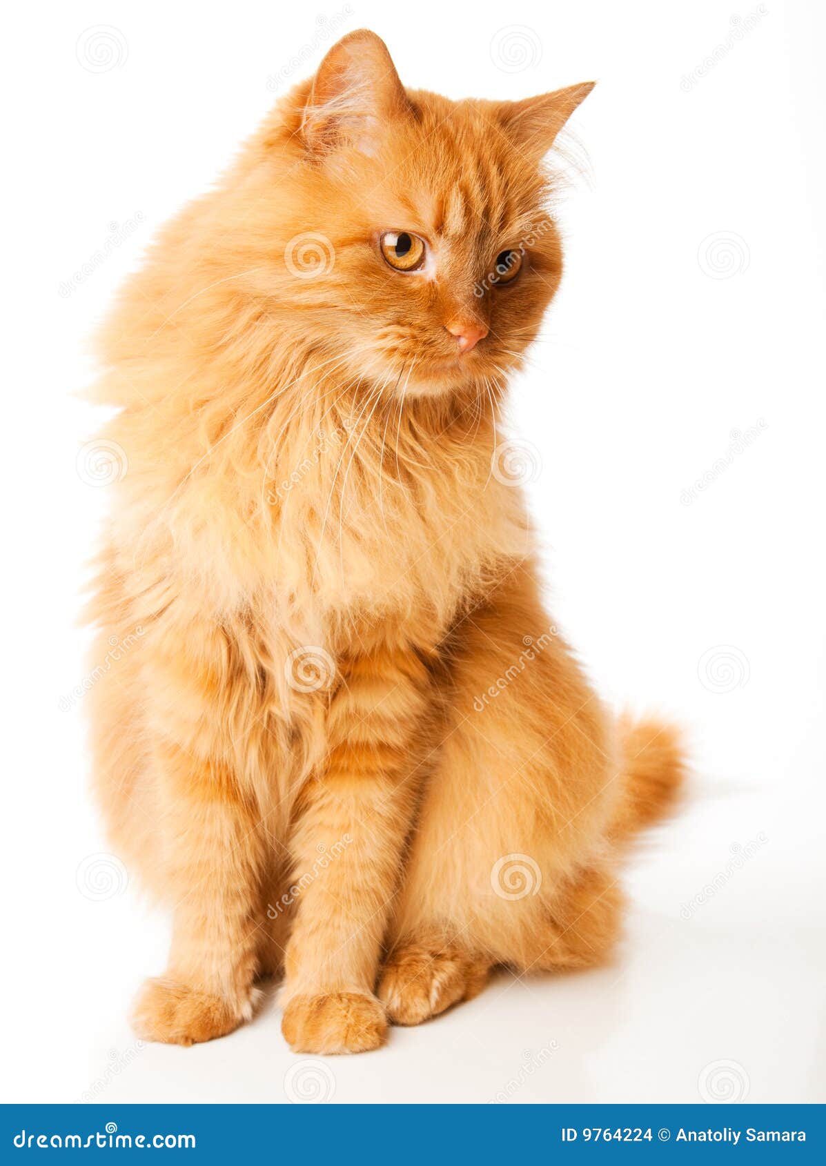 Red cat stock photo. Image of isolated, grown, beautiful - 9764224