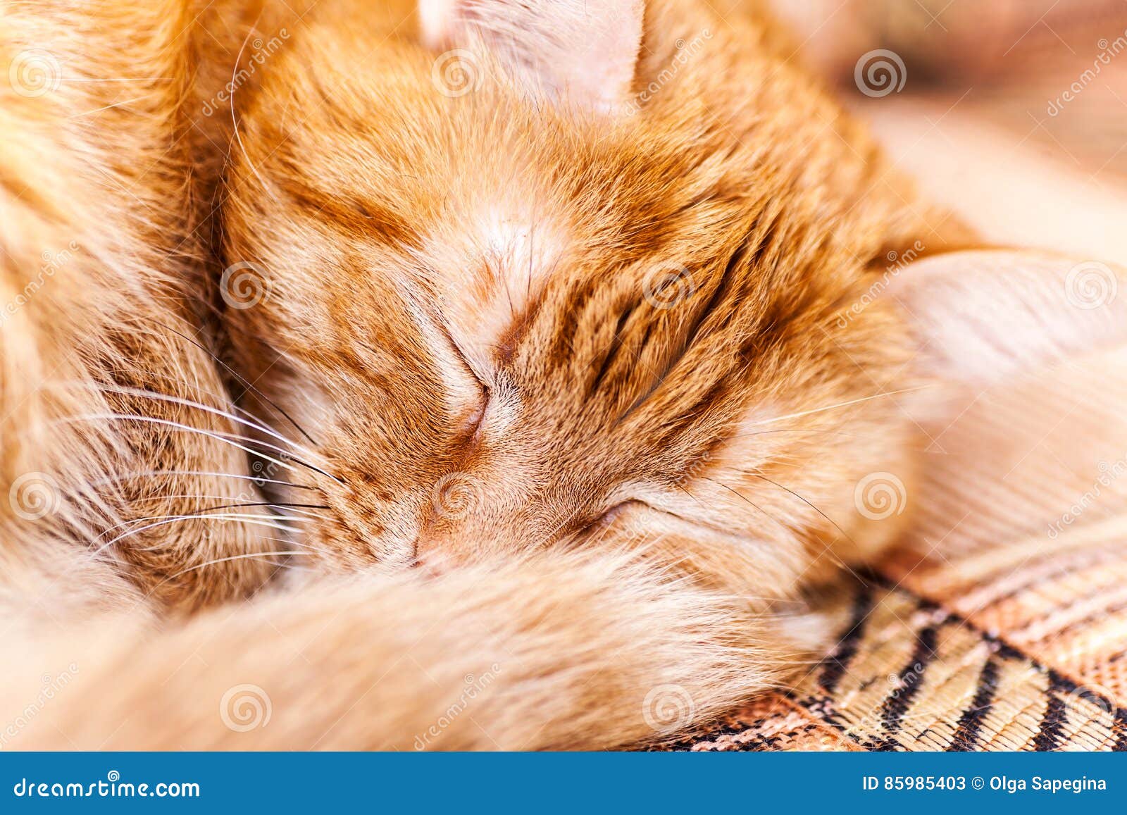Red cat asleep stock image. Image of sleep, kitty, tail - 85985403