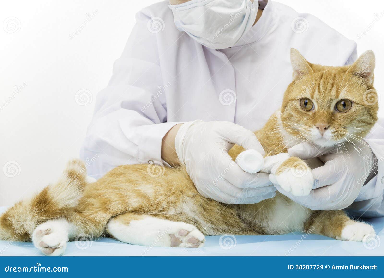 Red cat with bandage stock image. Image of beings, cute - 38207729