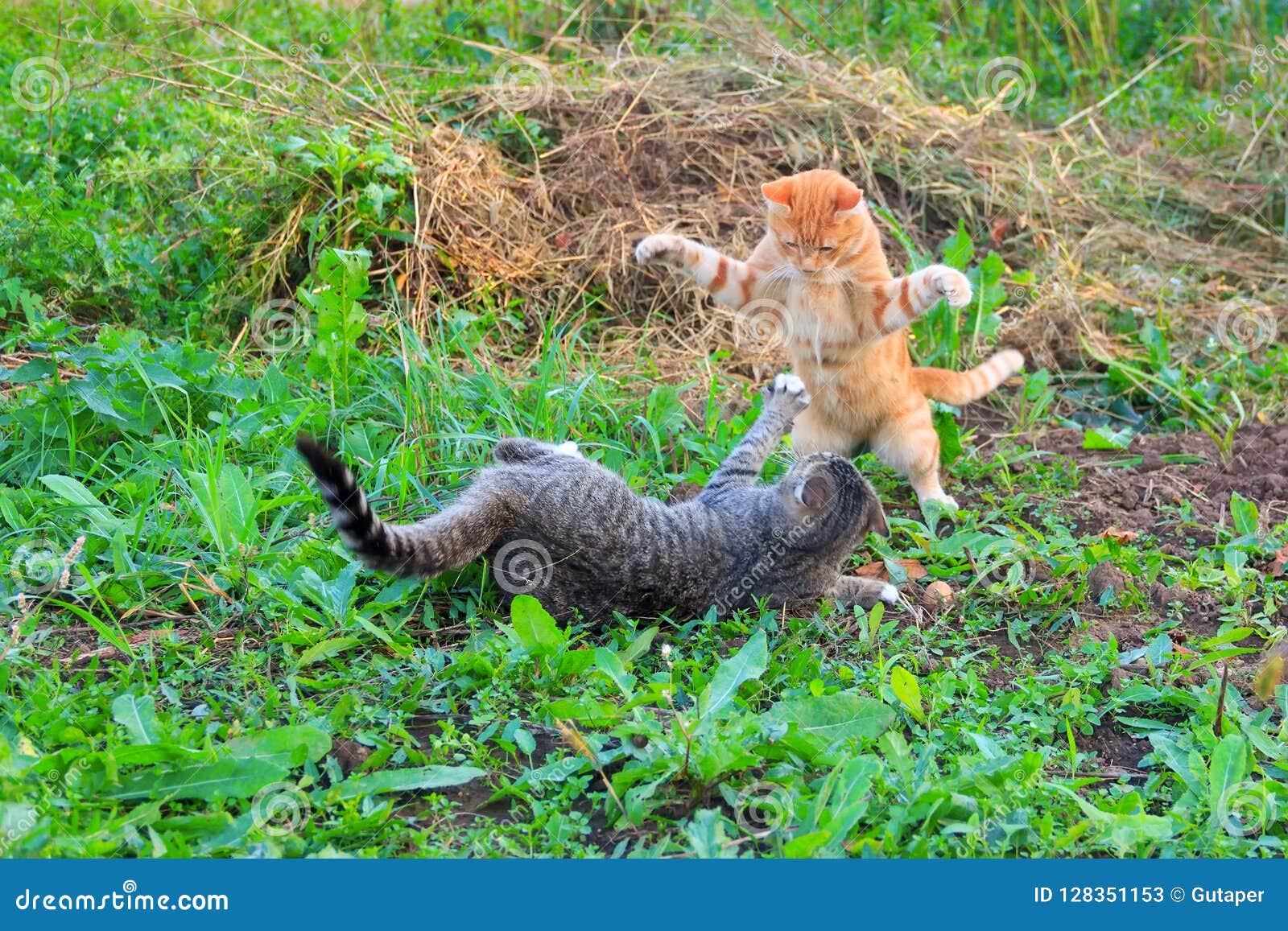 Red Cat Beats Grey Cat Lying on the Ground Stock Image - Image of color ...