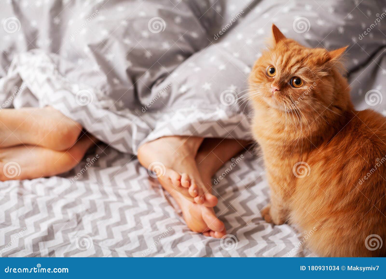 Red Cat on Bed of Young Couple in Bedroom Stock Photo - Image of ...