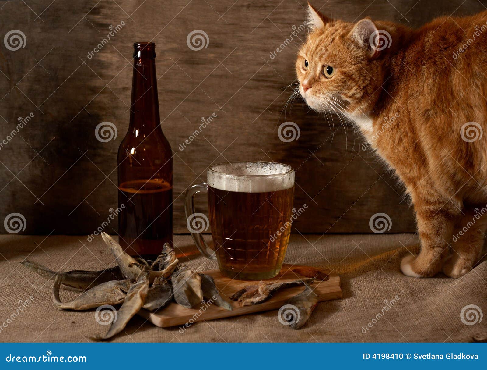 609 Cat Beer Photos - Free & Royalty-Free Stock Photos from Dreamstime