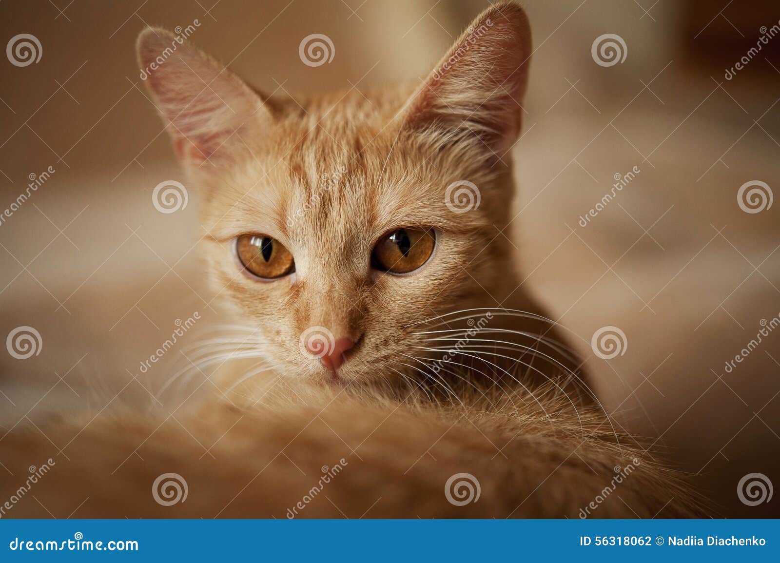 Red Cat stock photo. Image of animal, eyes, cats, orange - 56318062
