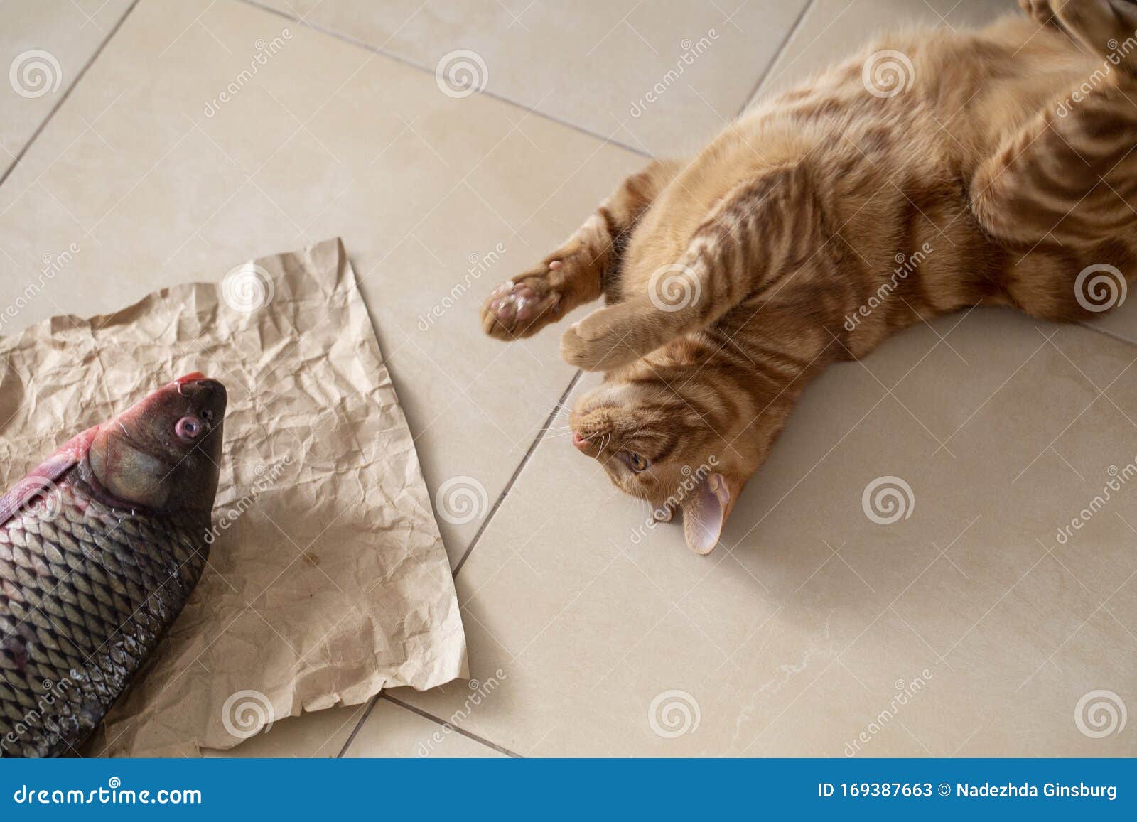 Red cat and big fish stock image. Image of animal, mammal - 169387663