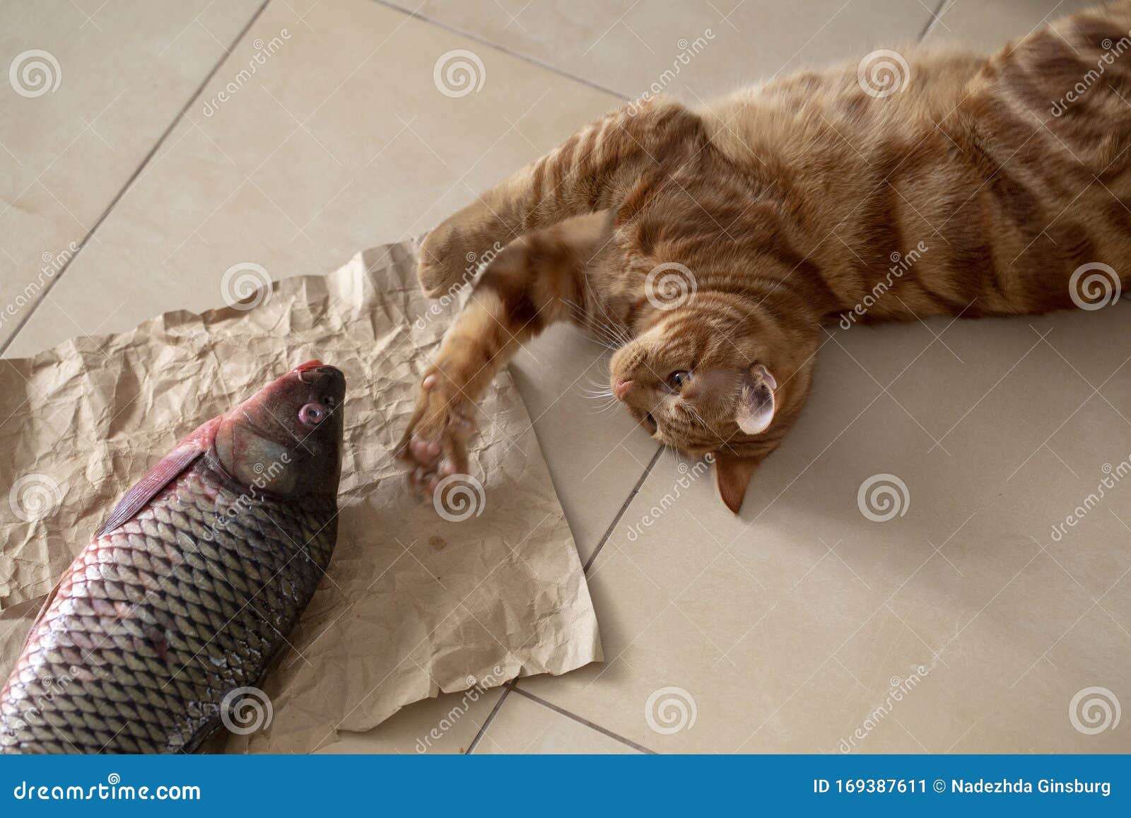 Red cat and big fish r stock image. Image of animal - 169387611