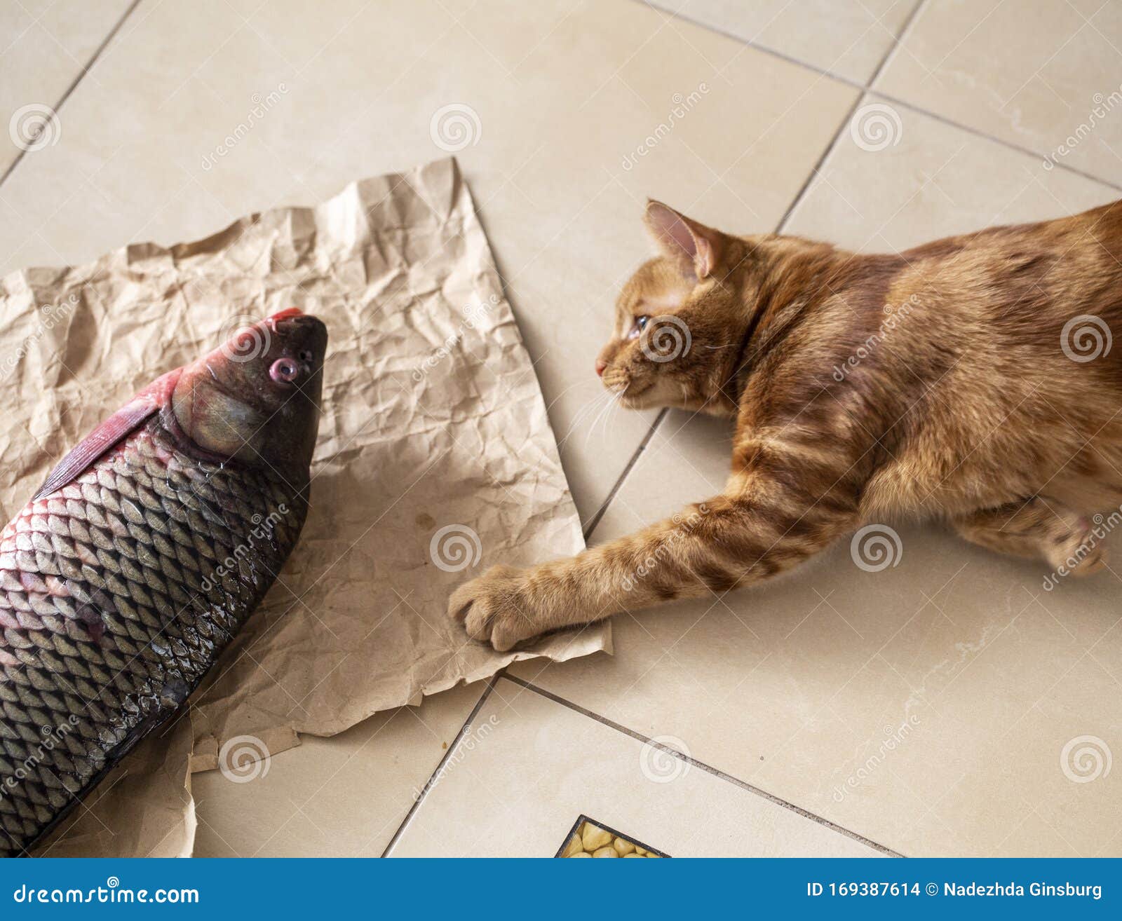 Red Cat and Big Fish Lying on the Floor R Stock Photo - Image of ...