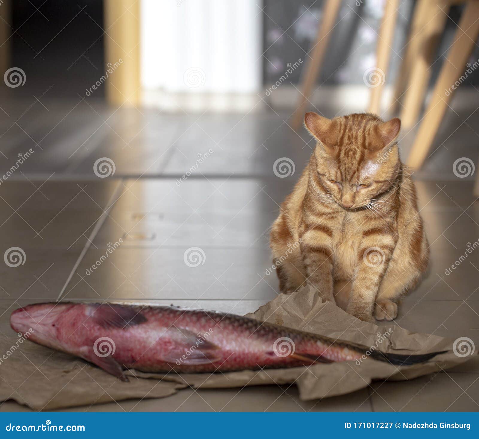 Red cat and big fish lying stock image. Image of anticipation - 171017227