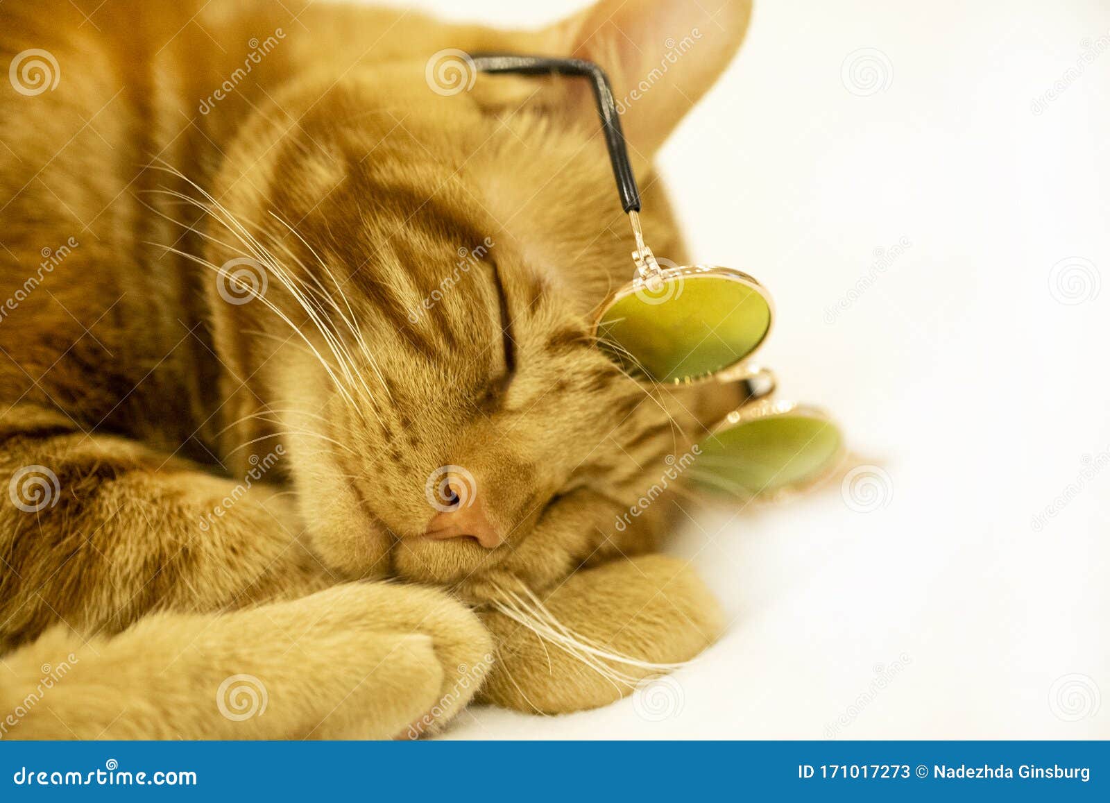 Red cat and big fish lying stock image. Image of enemy - 171017273