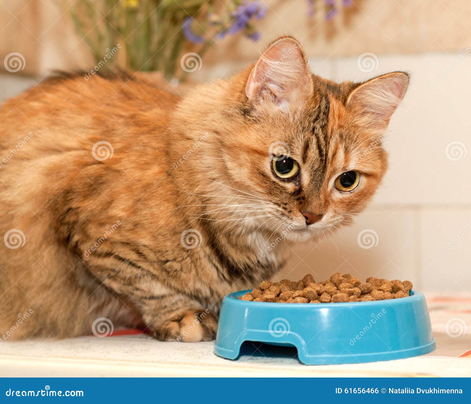 Red Cat and Bowl of Dry Food Stock Photo - Image of look, animal: 61656466