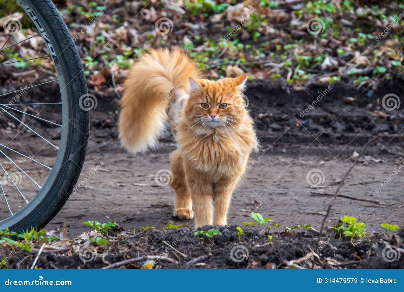 Red Cat with a Bushy Tail on a Bicycle Wheel Stock Image - Image of ...