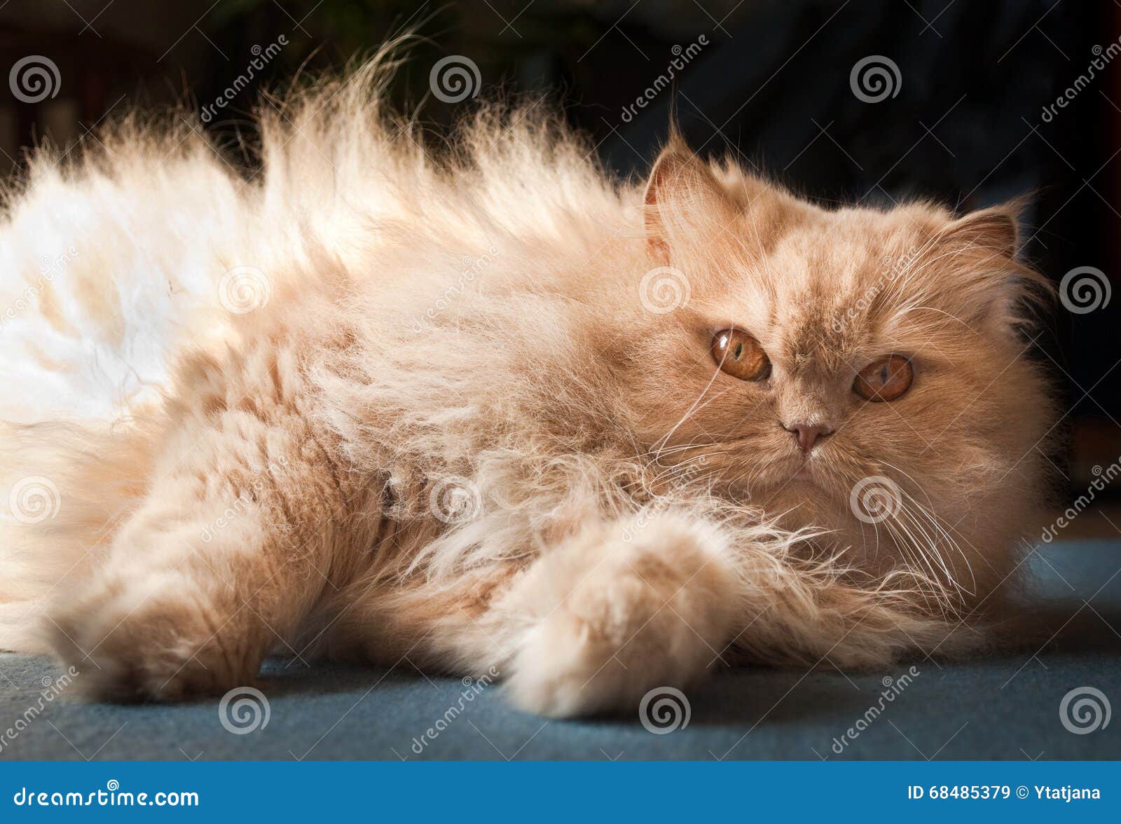 Red Cat stock image. Image of funny, furry, cute, eyes - 68485379