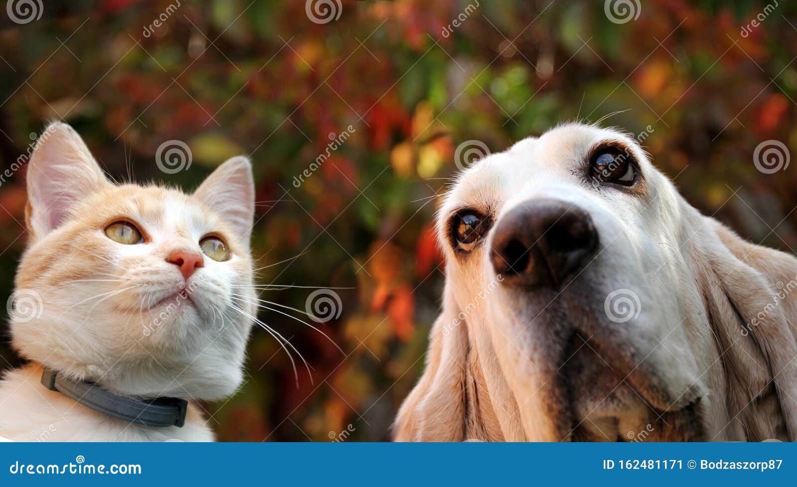 Red Cat and Dog on Autumn Background Stock Image - Image of autumn ...