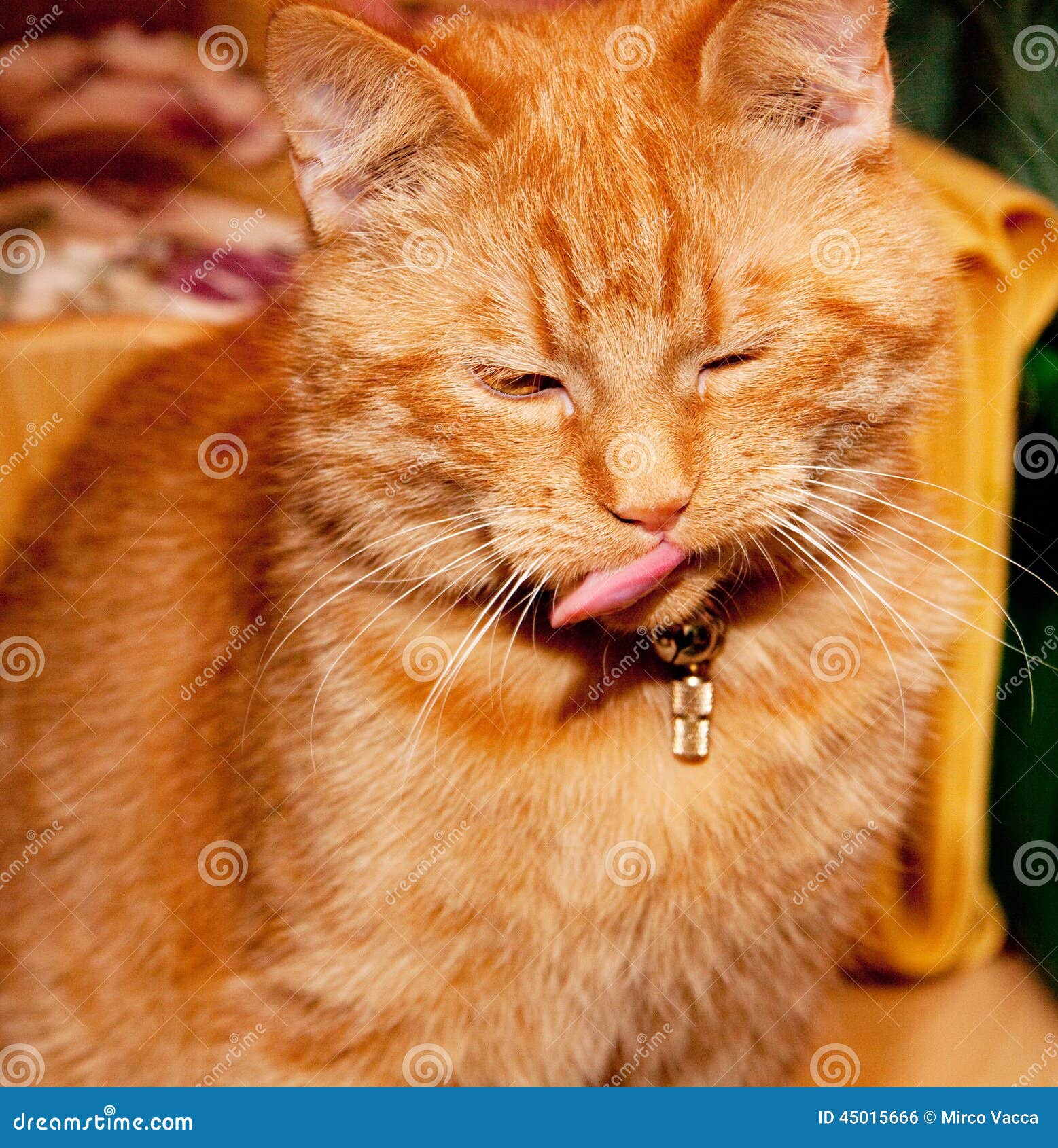 Red cat stock photo. Image of nose, whiskers, domestic - 45015666