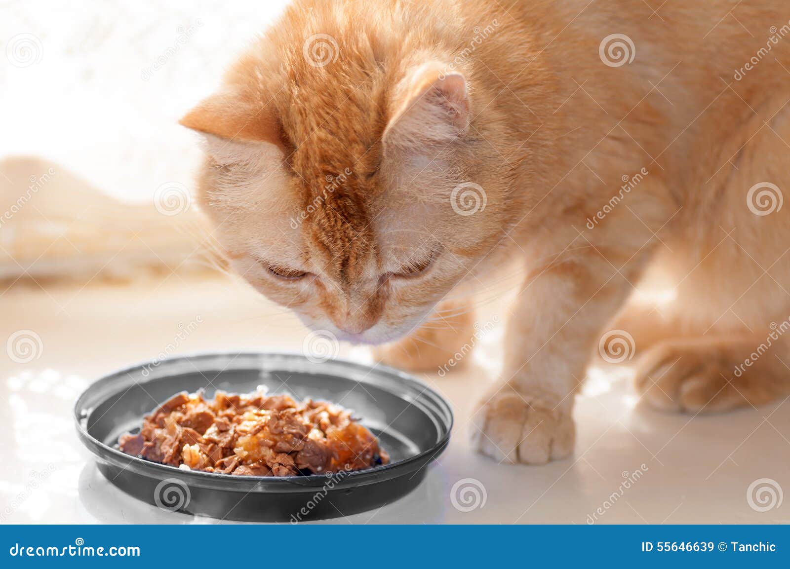 Red Cat Eats Food from Grey Bowls Stock Image - Image of eats, animal ...