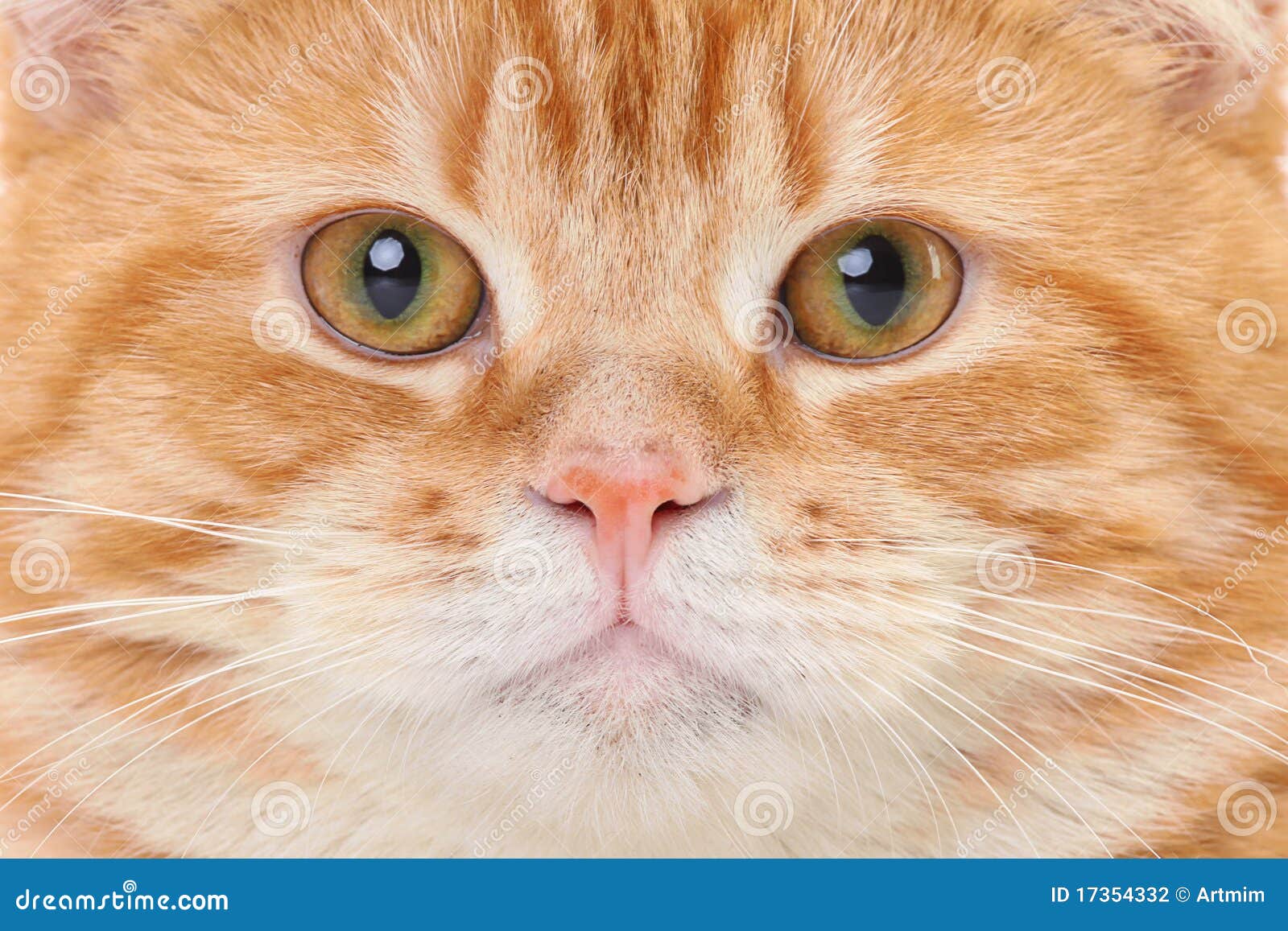 Red cat face stock photo. Image of eyes, adorable, feline - 17354332