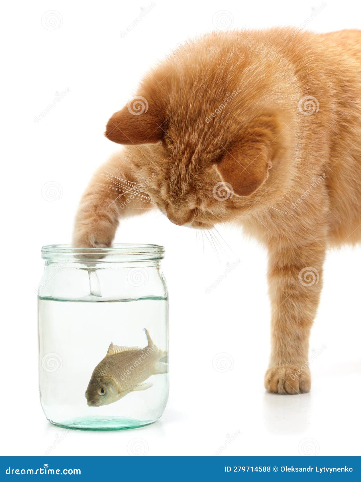Red cat and fish in a jar stock photo. Image of animal - 279714588