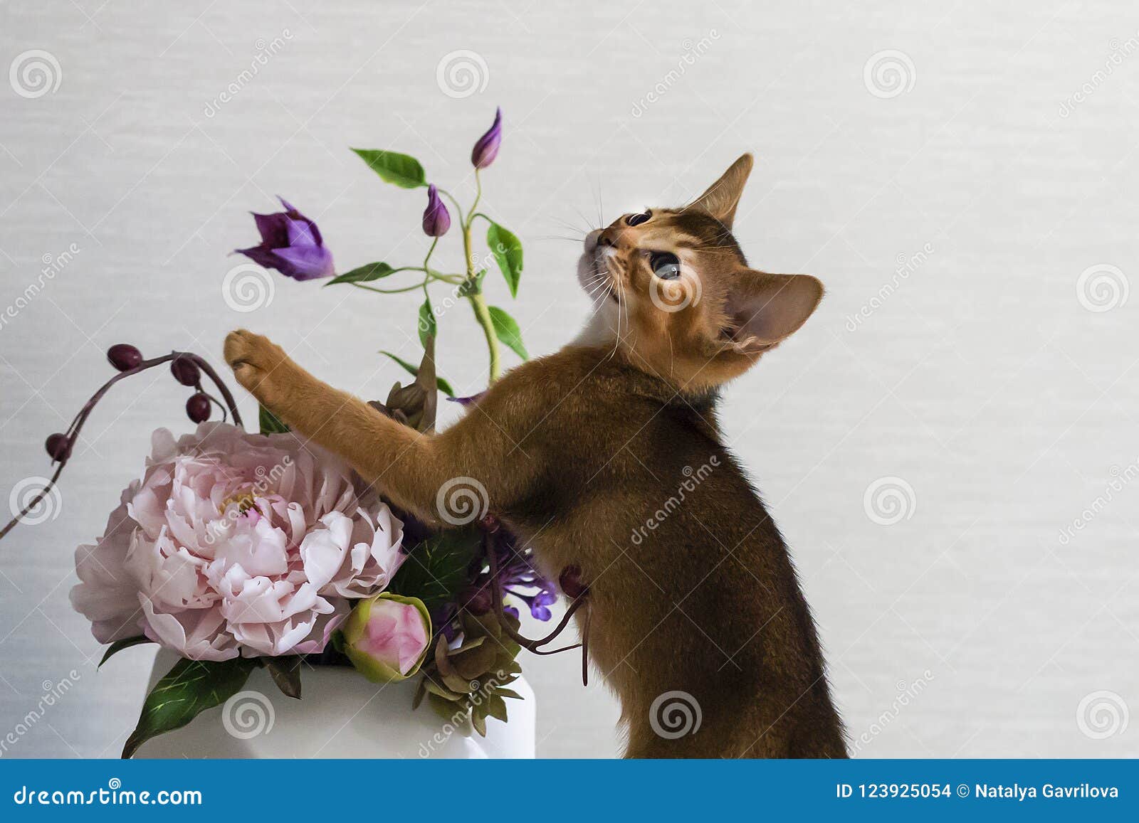 Red cat with flower a vase stock photo. Image of looking - 123925054