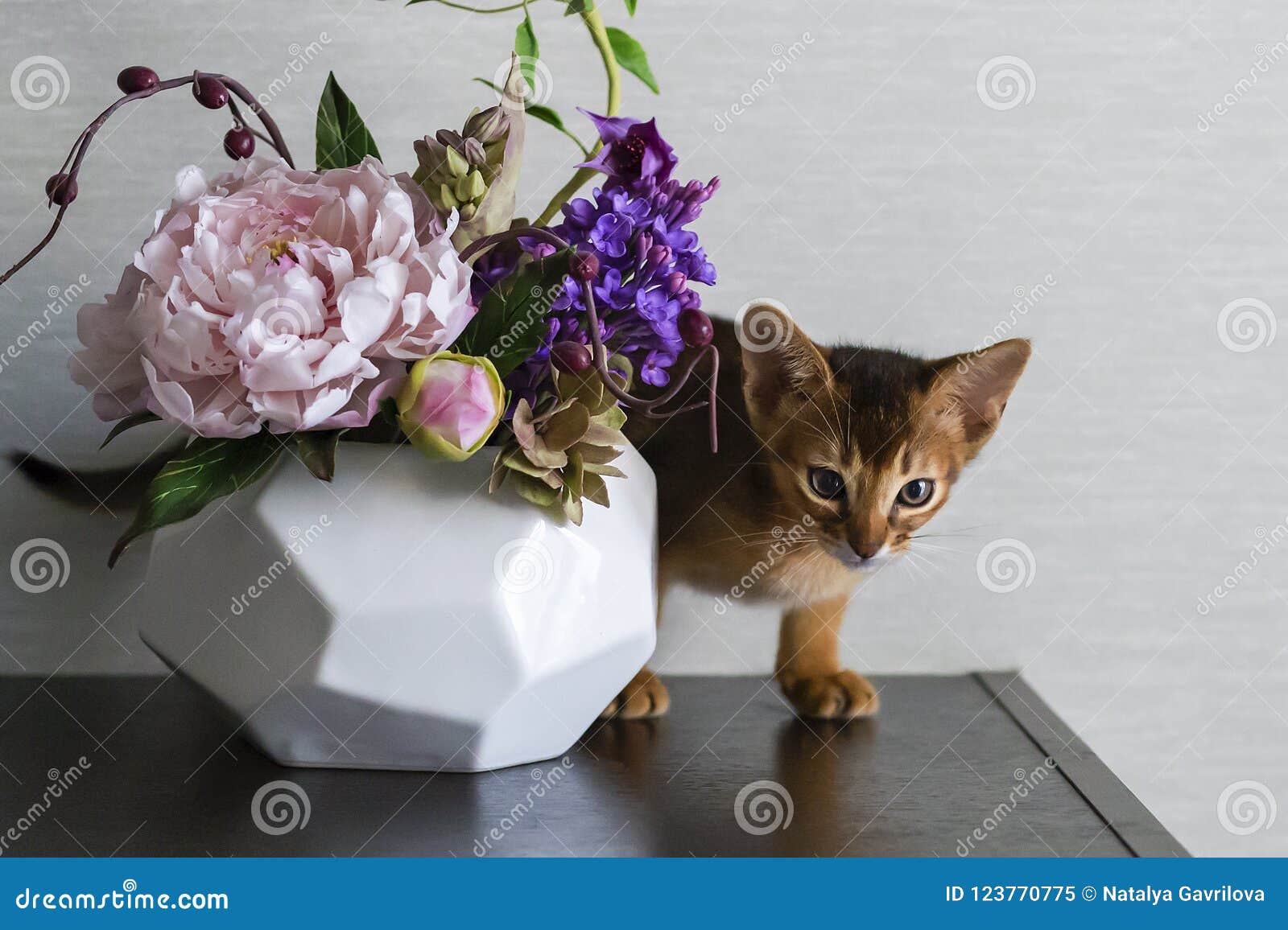 Red cat with flower a vase stock image. Image of face - 123770775