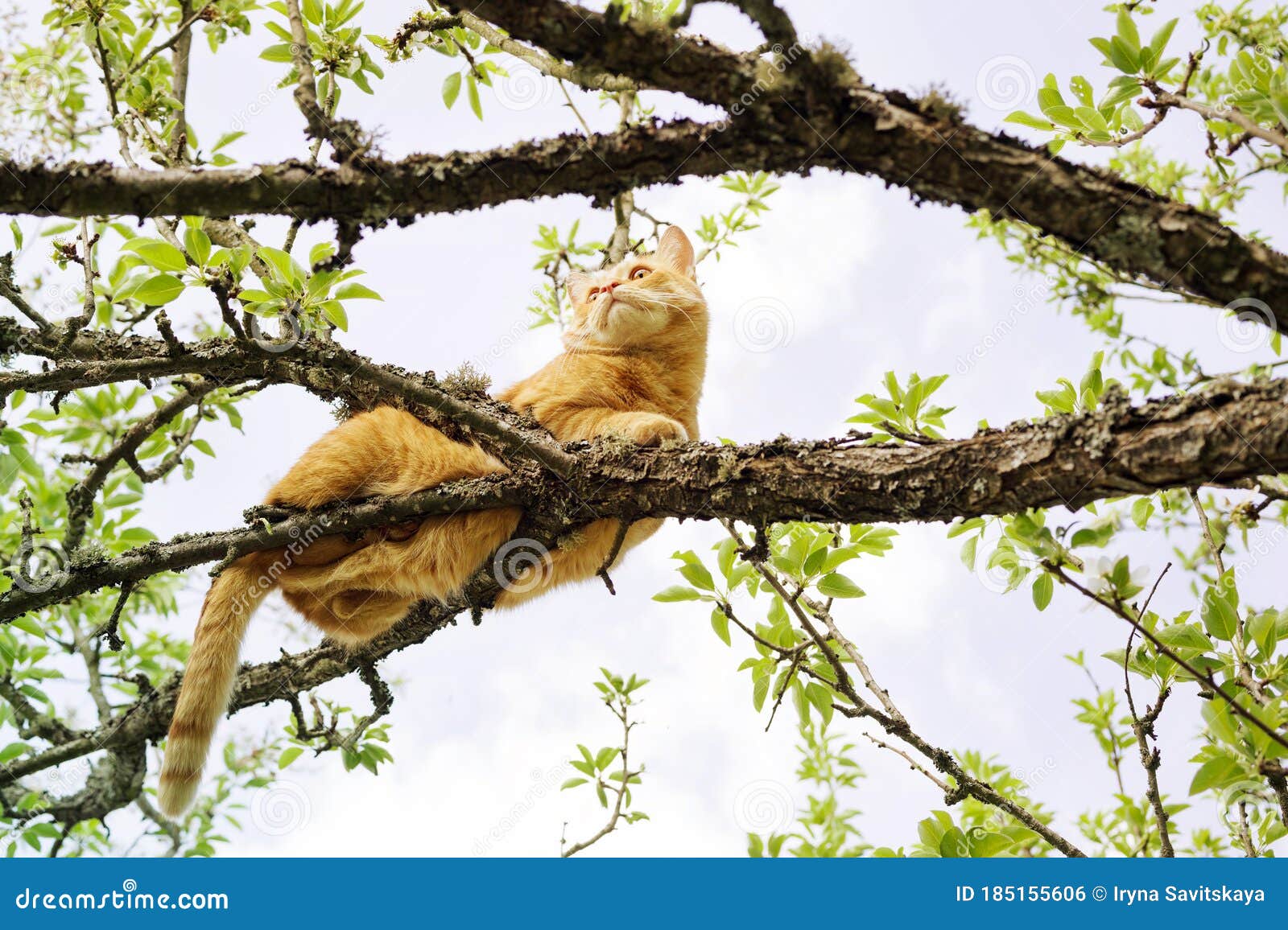 Red Cat on a Tree Branch in Spring Stock Photo - Image of orange, eyes ...