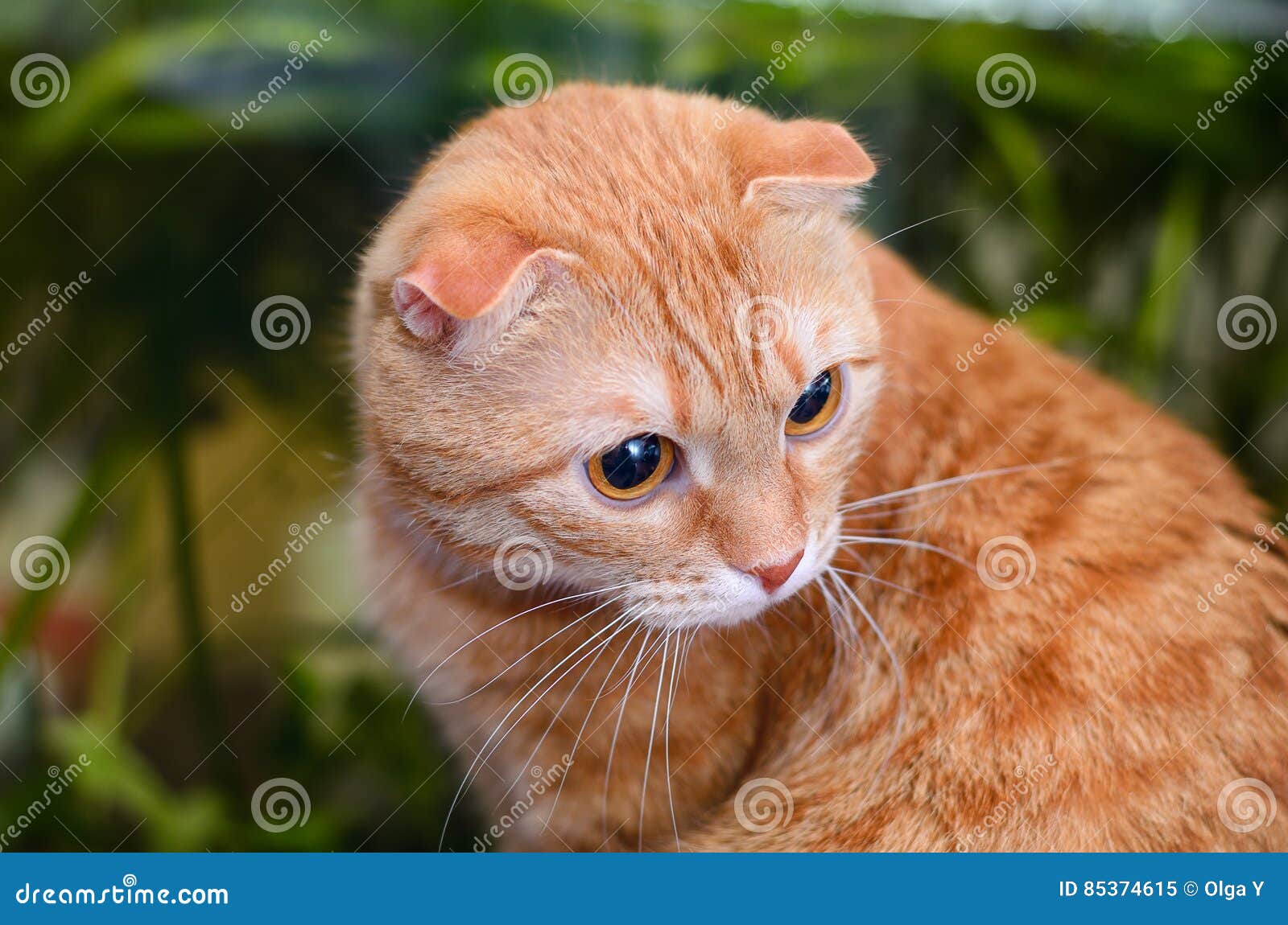 Red Scottish Fold Cat on Green Background Stock Image - Image of ...