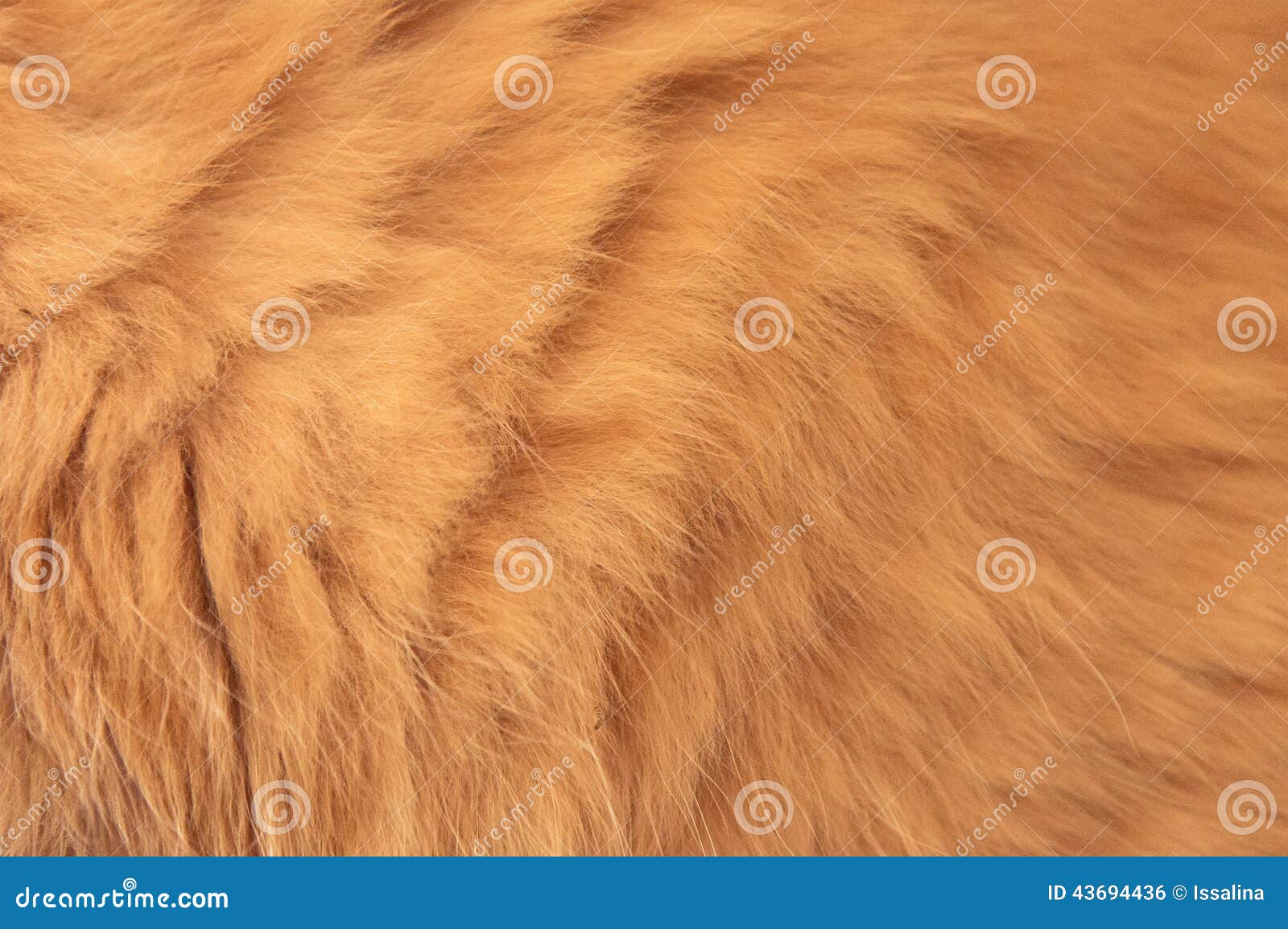 Red Cat Fur stock photo. Image of textured, softness - 43694436