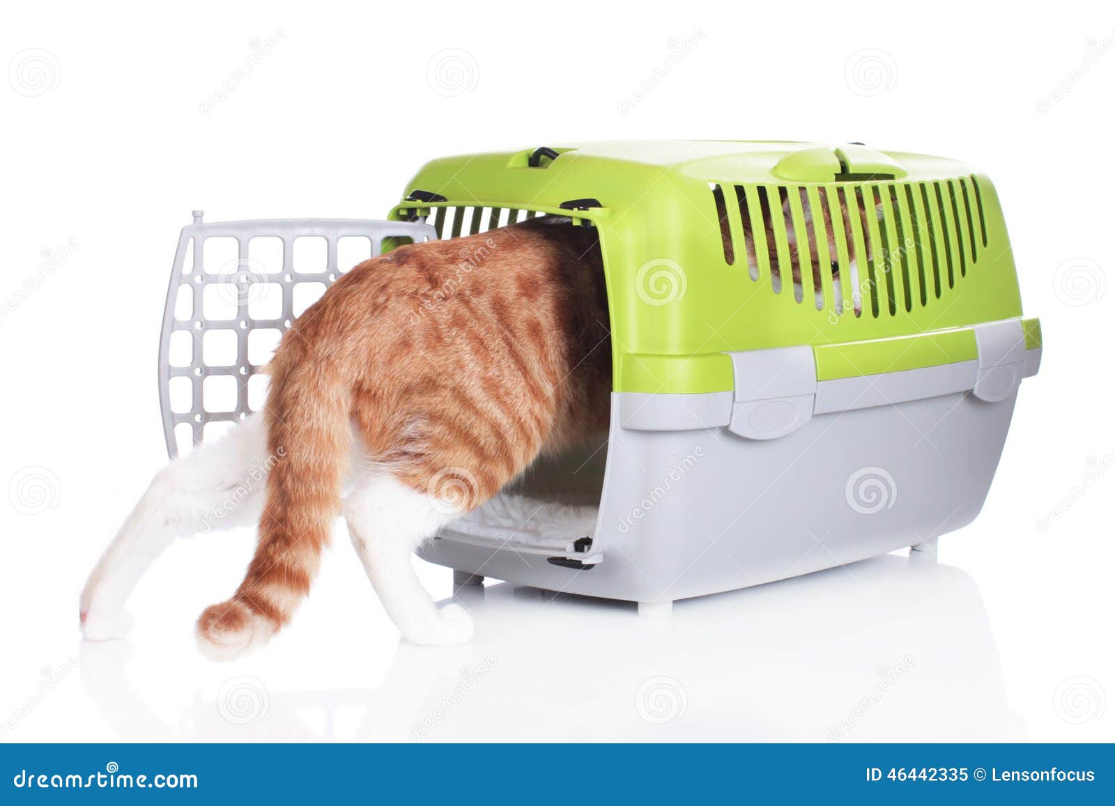Red Cat Going in Cat Transport Box Stock Image - Image of carry, kitten ...