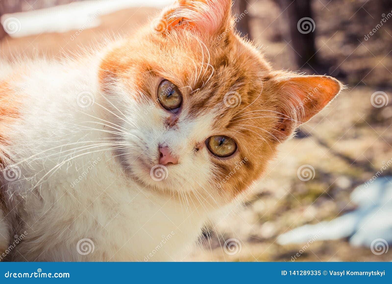 The Red Cat is a Great Plan. Stock Image - Image of hair, adorable ...