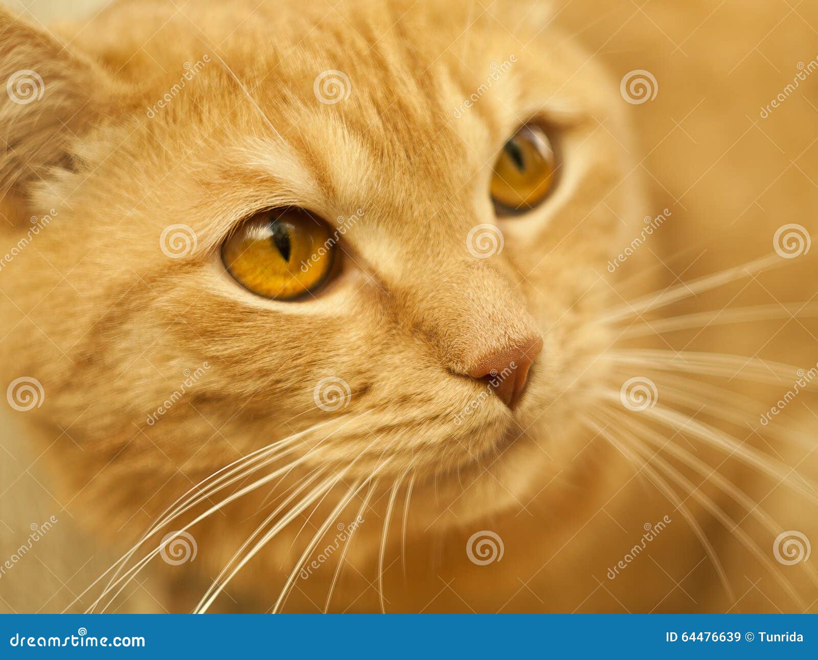 Red cat stock image. Image of kitten, kitty, face, close - 64476639