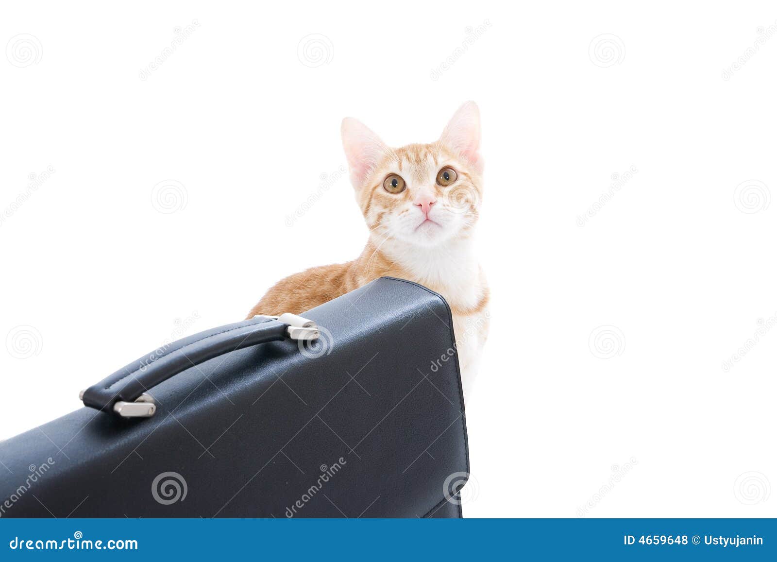Red Cat With The Handbag Isolated On A White Picture. Image: 4659648