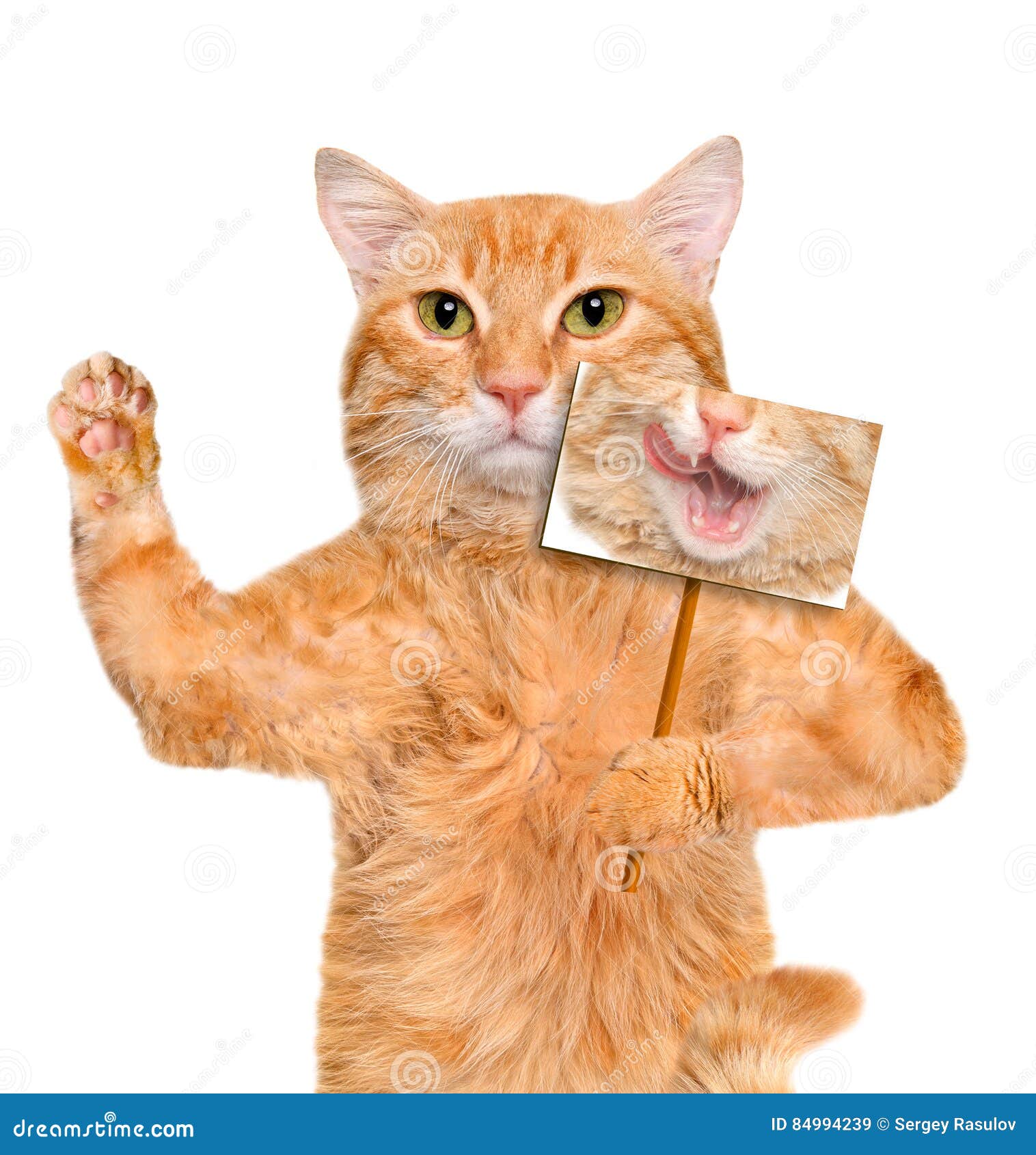 Red Cat Holding Card with Funny Smiley . Stock Image - Image of ...