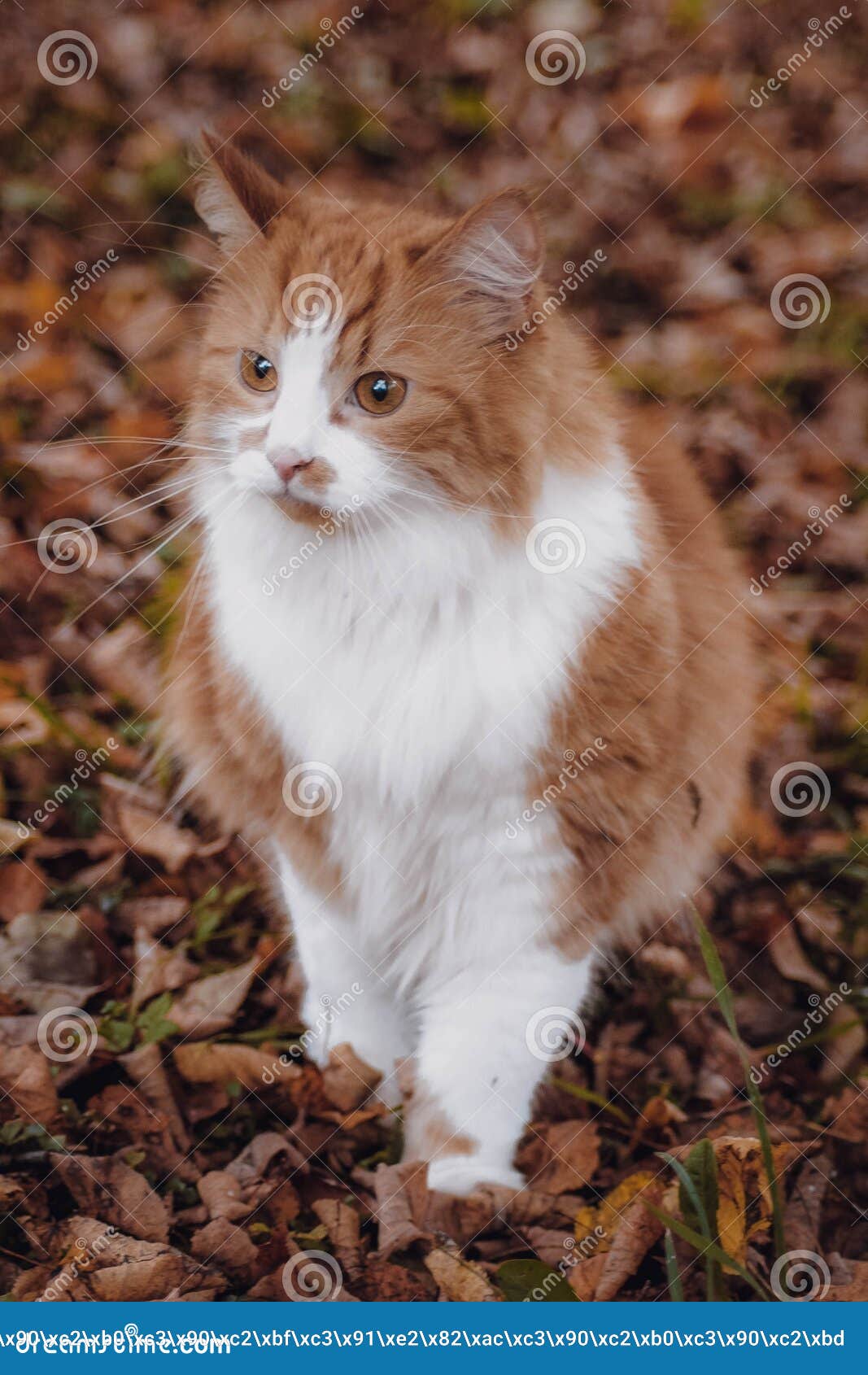 Red Cat Hunting Birds on the Grass Stock Image - Image of fauna, park ...