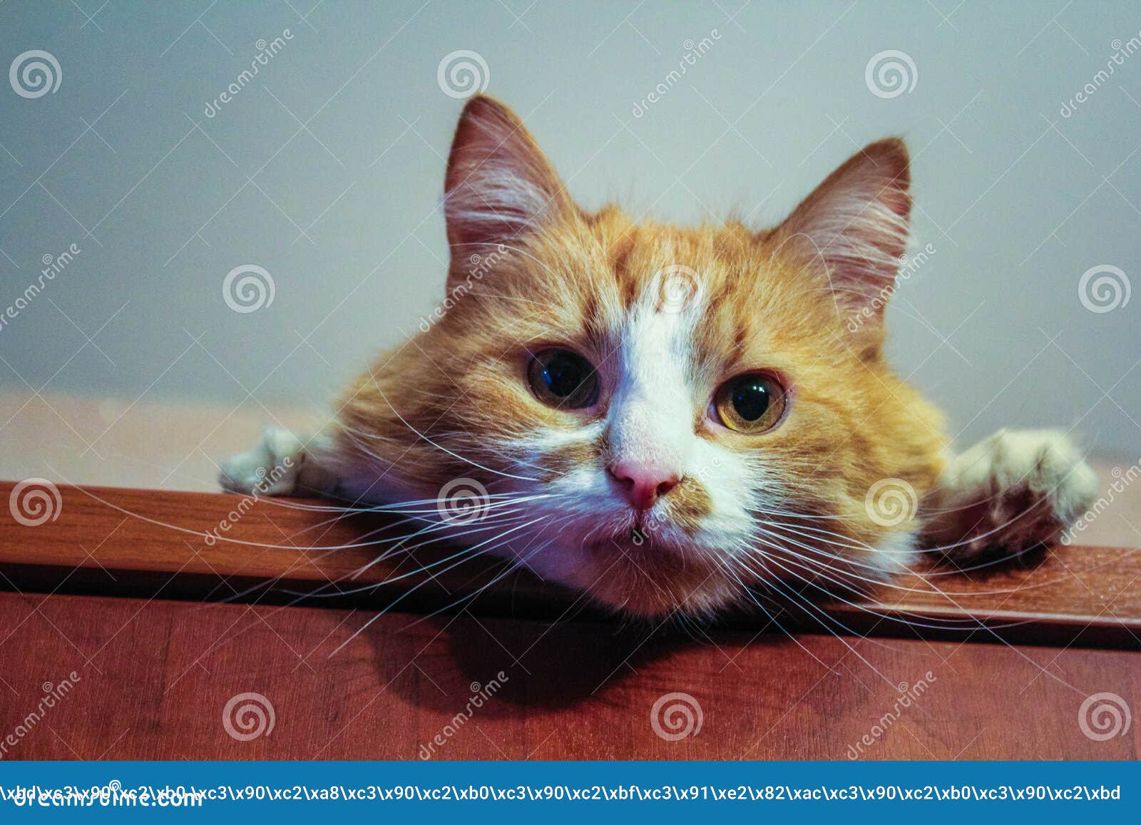 Red Cat Hunting Birds on the Grass Stock Photo - Image of birds, kitten ...