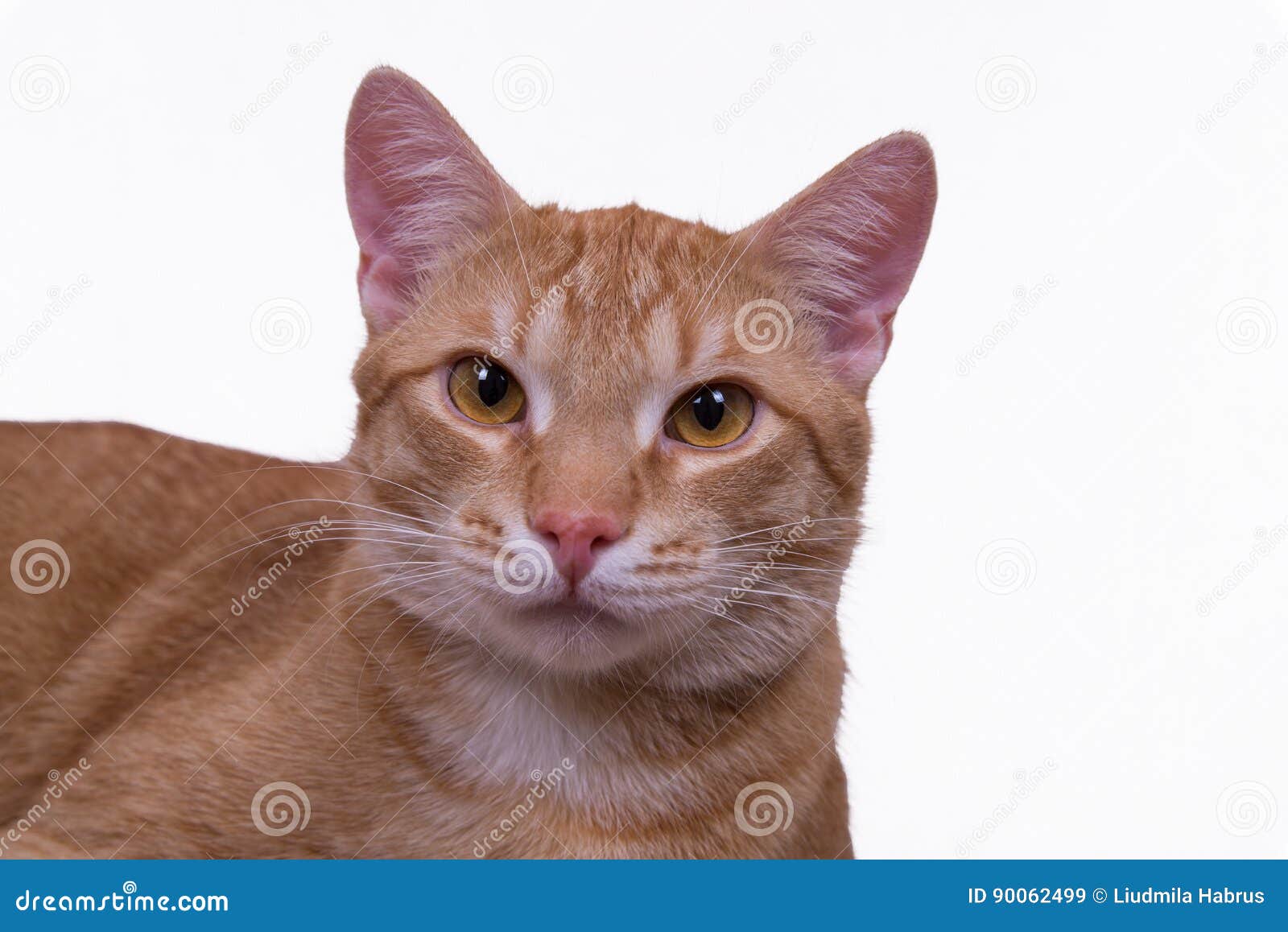 Red Cat on an Isolated Background Stock Image - Image of nose ...