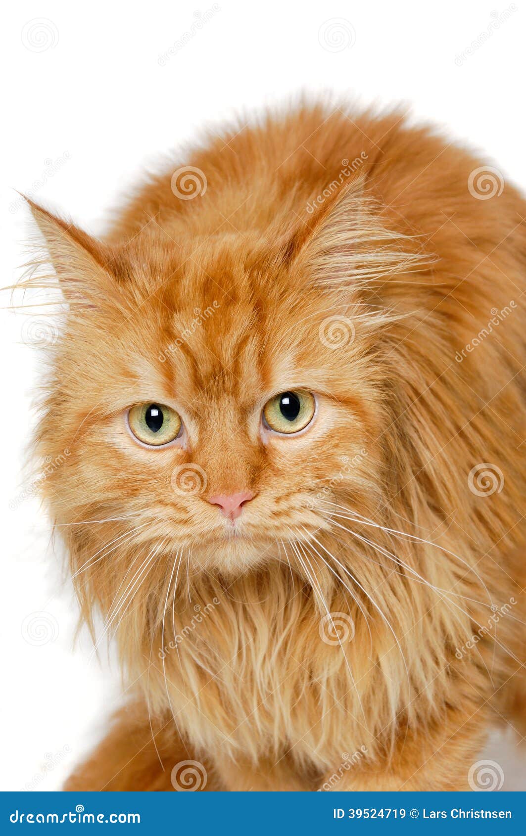 Red Cat Isolated on White Background. Stock Image - Image of isolation ...