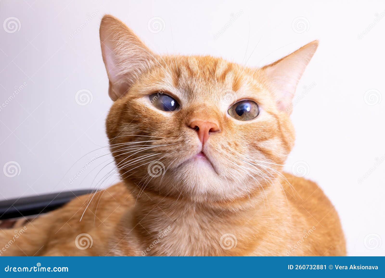 Red Cat with a Judgmental Arrogant Look Stock Image - Image of domestic ...
