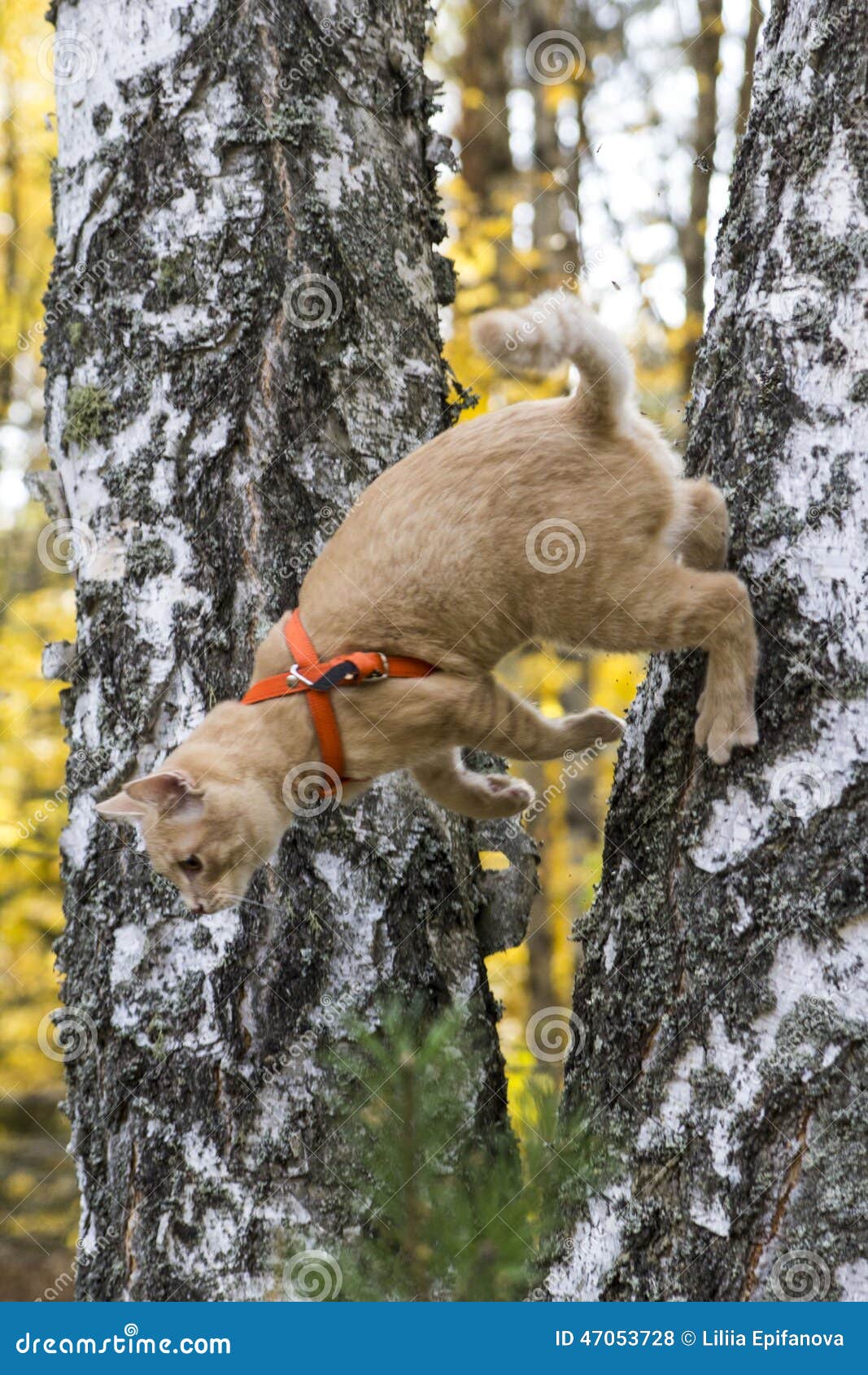 Red Cat Jumping from a Tree Stock Photo - Image of defoliation, prey ...