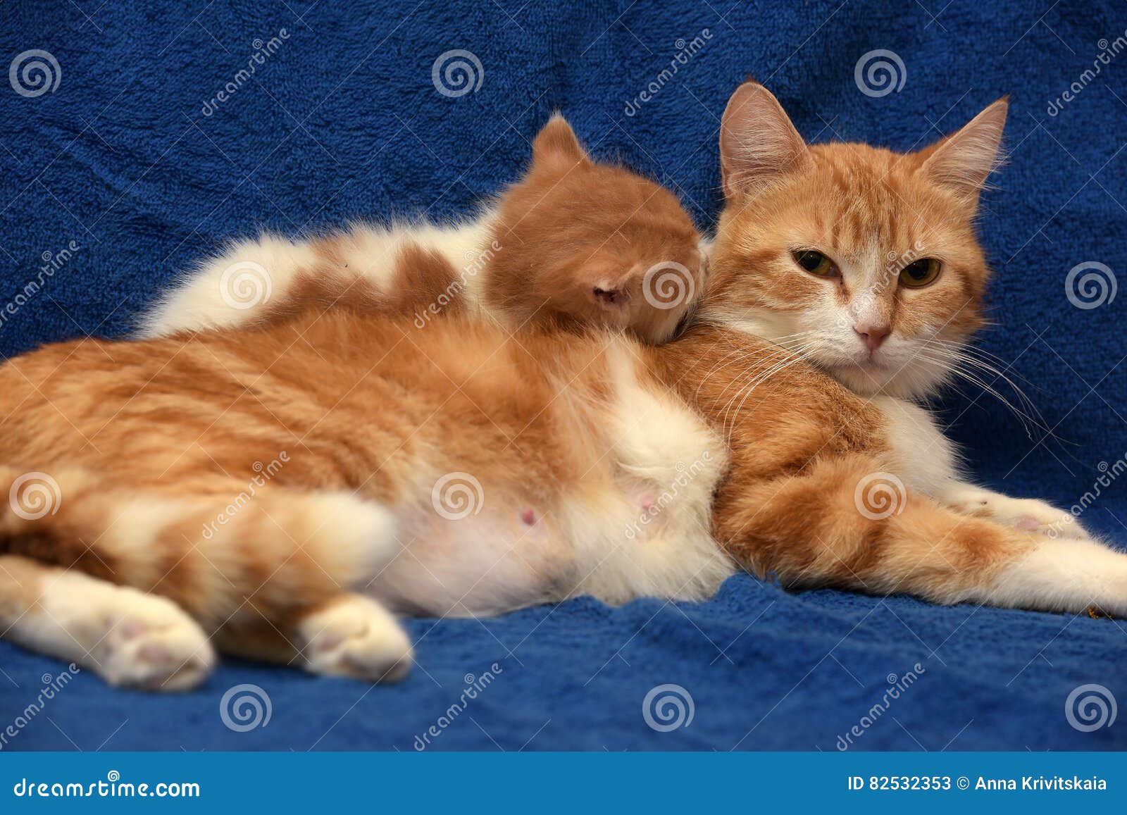 Red cat with a kitten stock image. Image of child, feline - 82532353