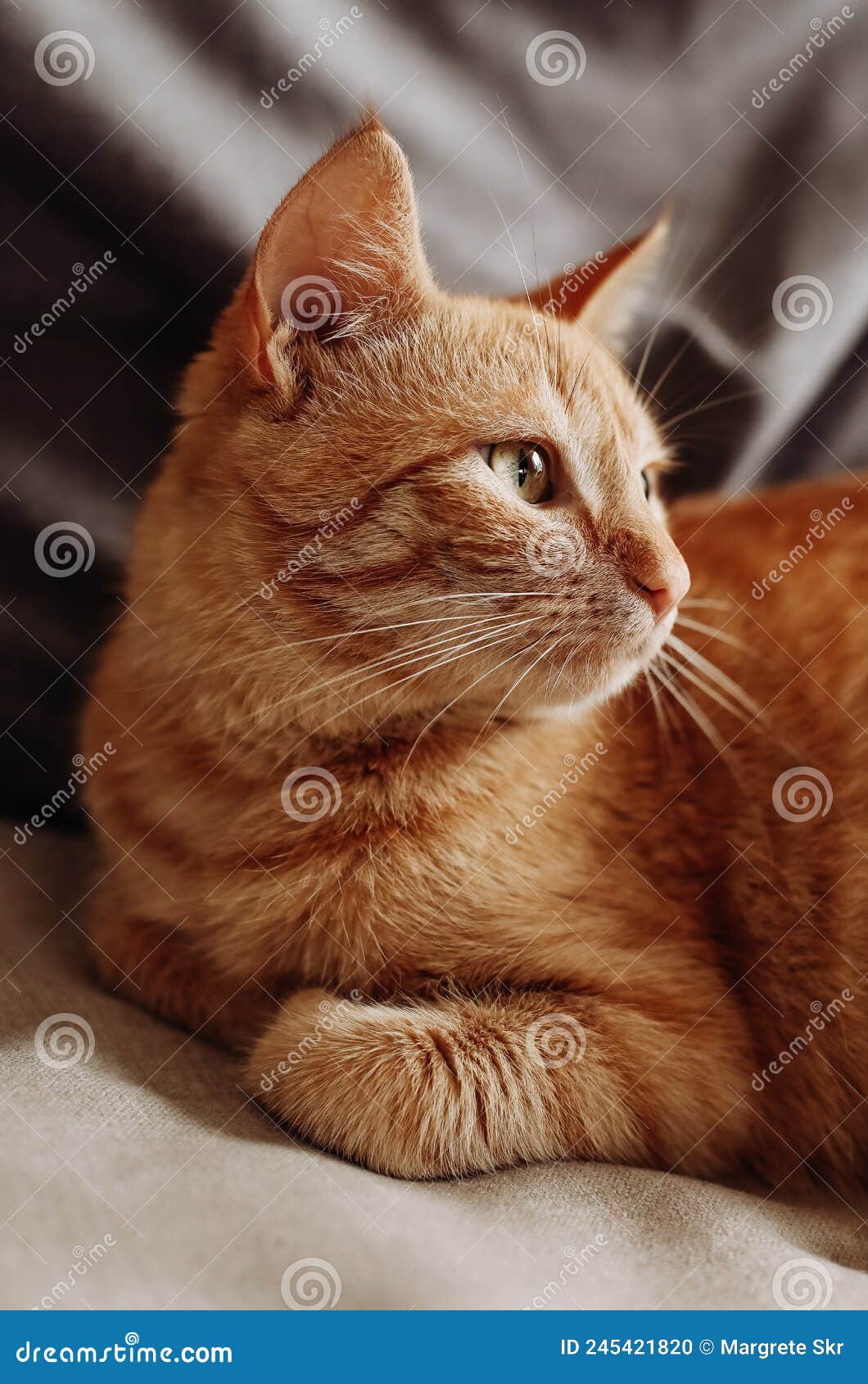 Red Cat Kitten Eyes Dream Meow Stock Photo - Image of meiw, dream ...