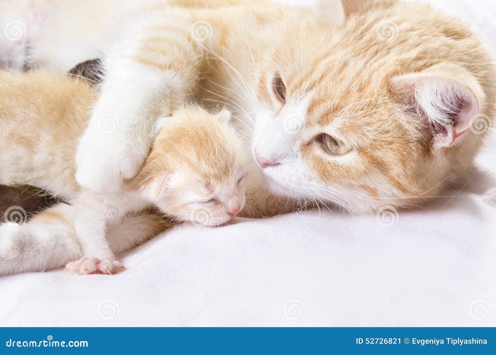 Red cat with kittens stock image. Image of sleeping, feline - 52726821