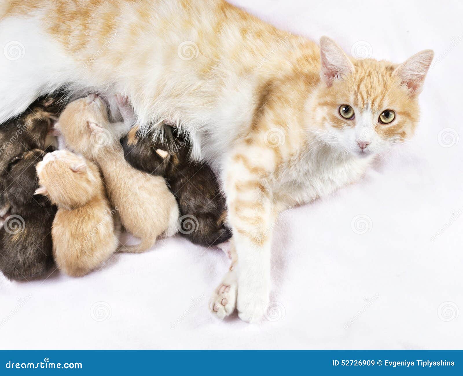 Red cat with kittens stock image. Image of born, mammal - 52726909