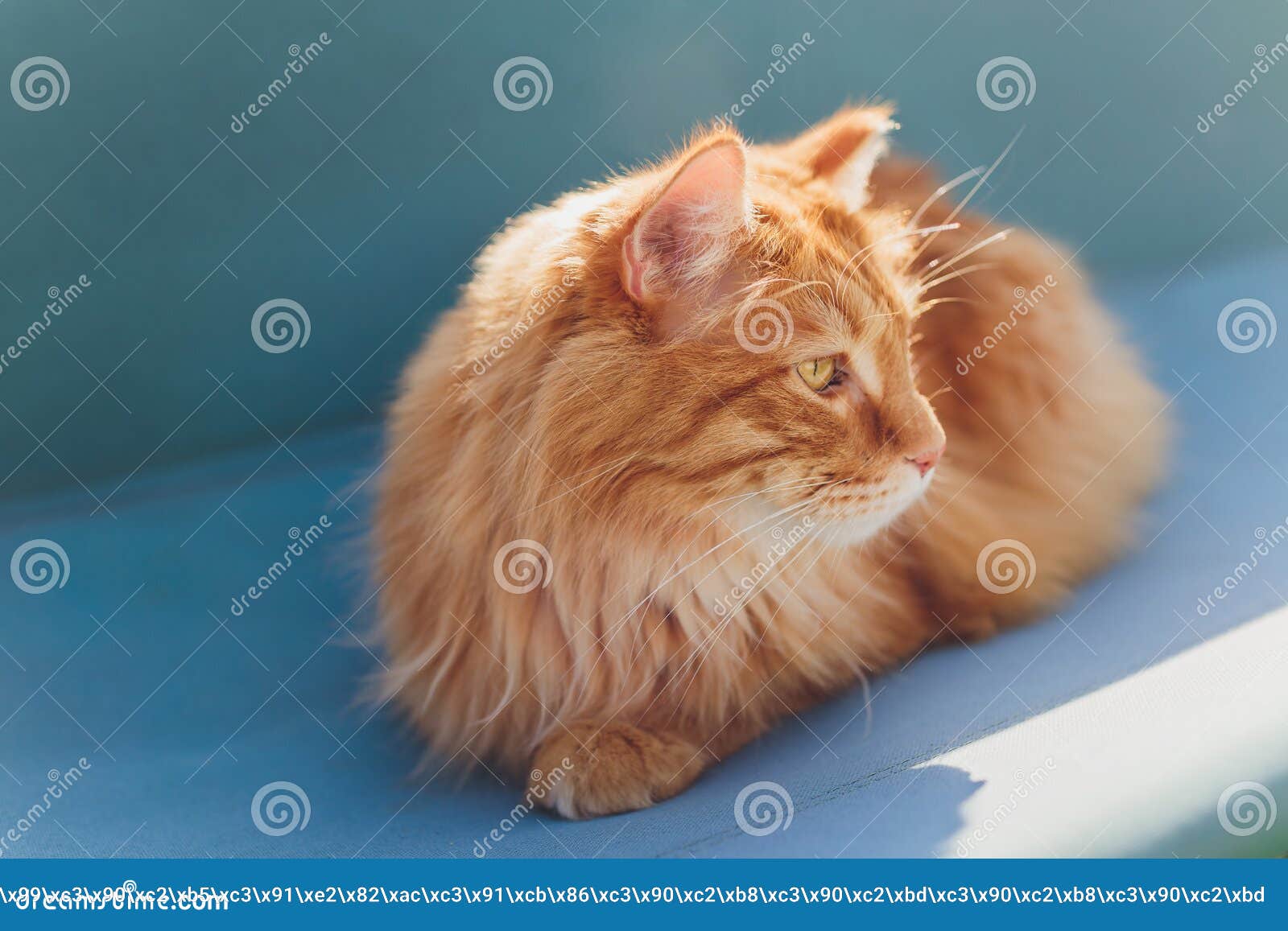 Red Cat Kuril Bobtail in a Collar. Walking on the Street. Stock Photo ...