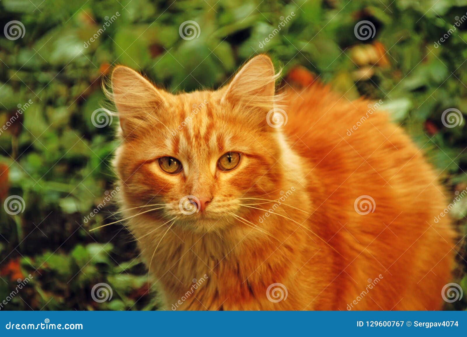 Red cat on the lawn stock image. Image of fluffy, cute - 129600767