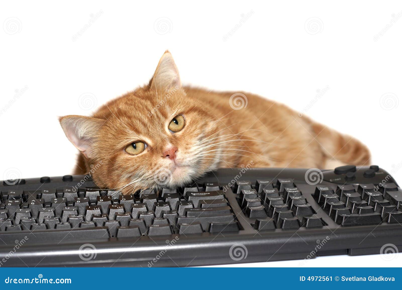 Red Cat Lays on the Keyboard Stock Image - Image of pupil, domestic ...